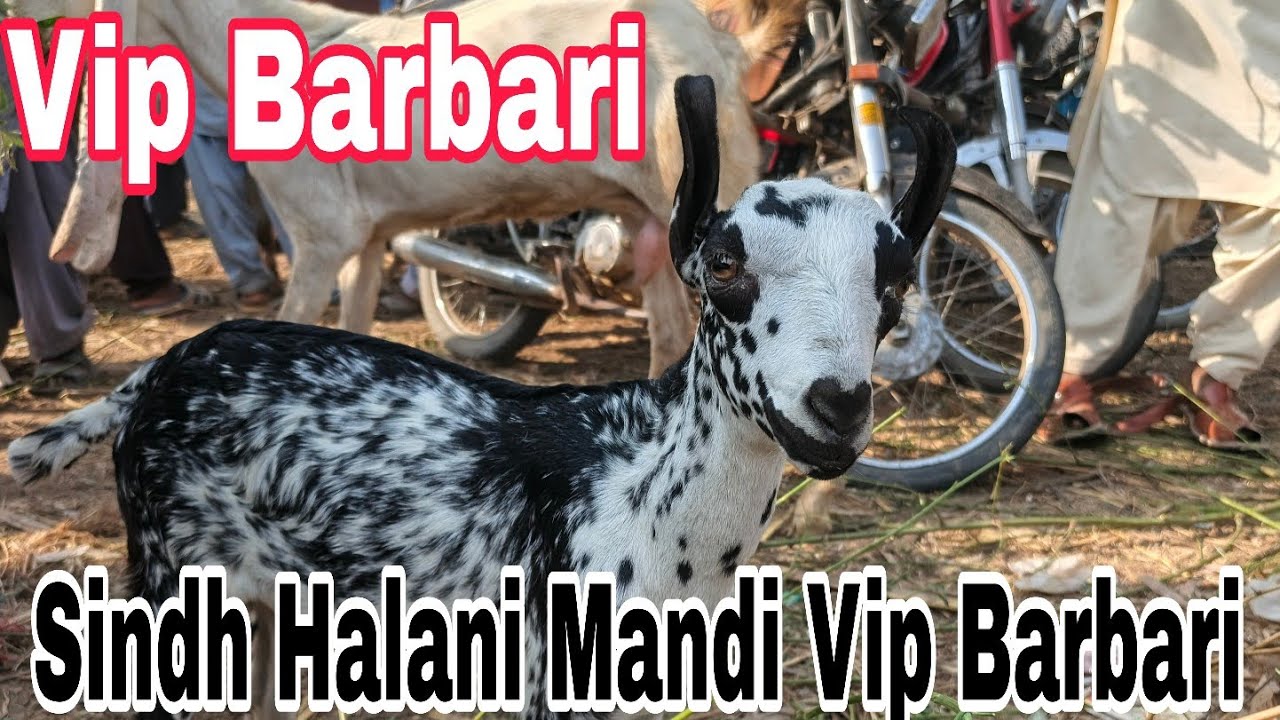 Mashallah Halani Sindh Mandi me ayi bohat beautiful janwar | Latest ...