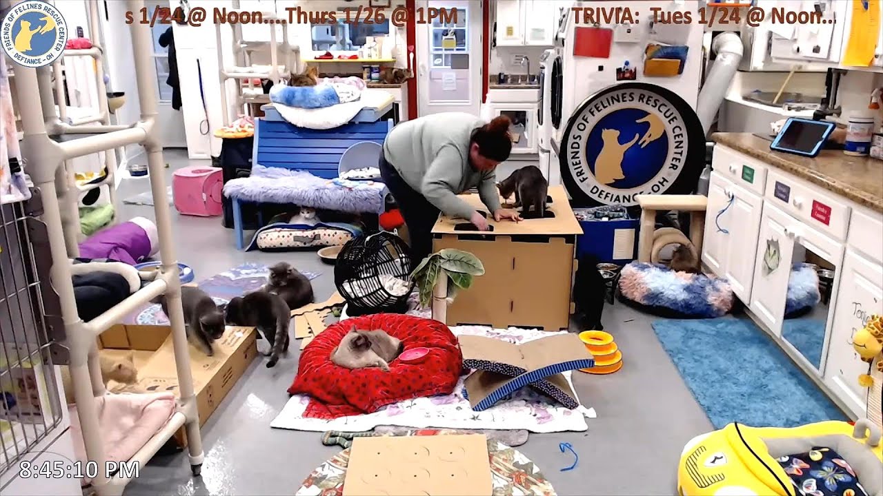 Megan Builds a Castle 01-20-2023 by StripeyD -- Friends of Felines ...