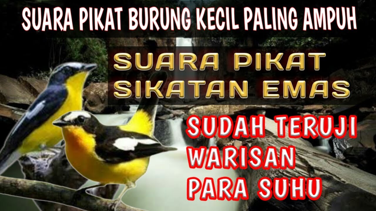 Suara pikat burung kecil paling ampuh | Suara pikat sikatan emas - YouTube