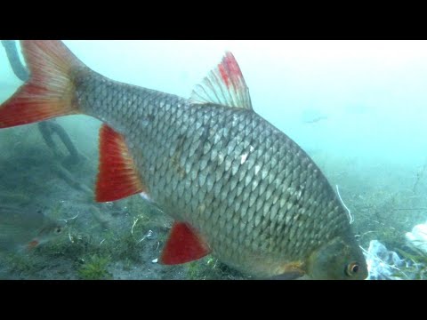 Roach and Rudd underwater video - Mört och Sarv undervattensvideo - YouTube