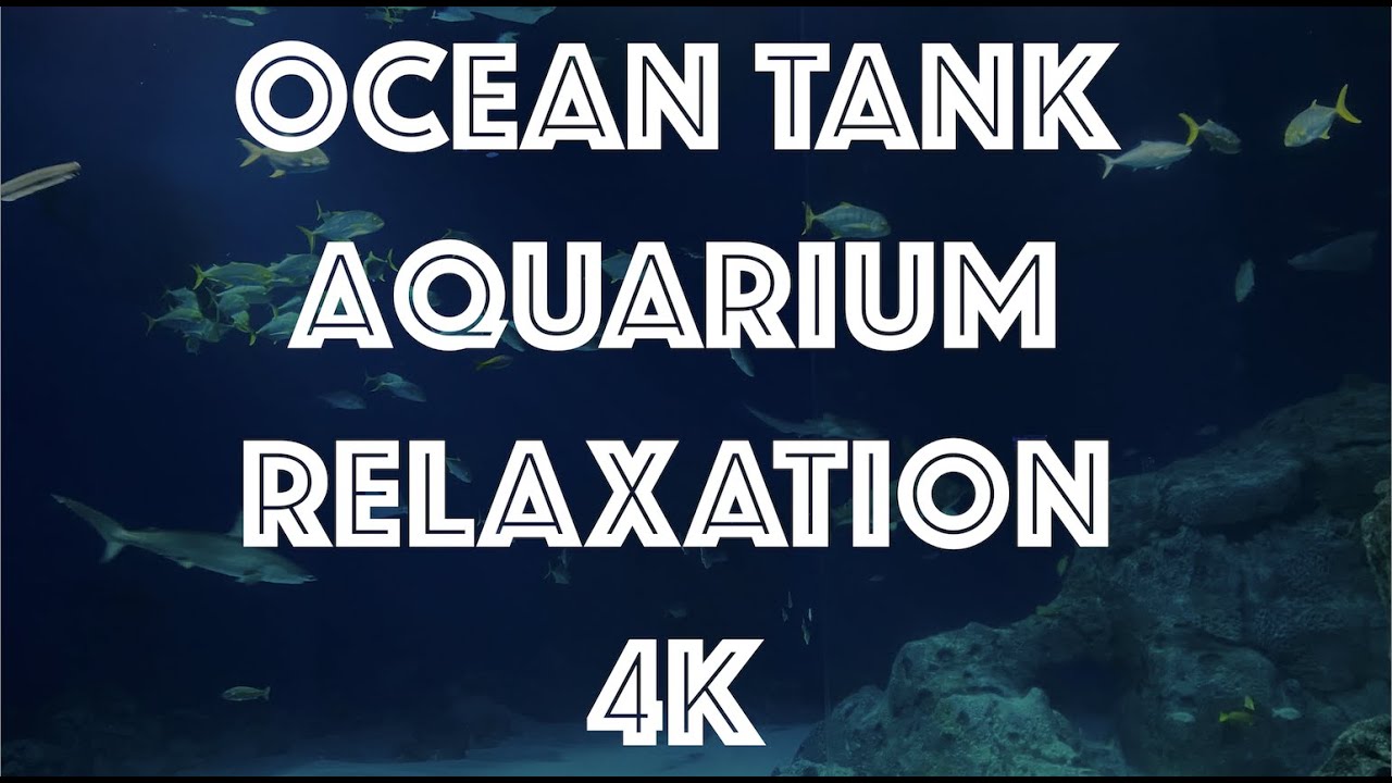 OCEAN TANK | AQUARIUM RELAXATION | 4K | Deep Sea Ambience Sounds - YouTube