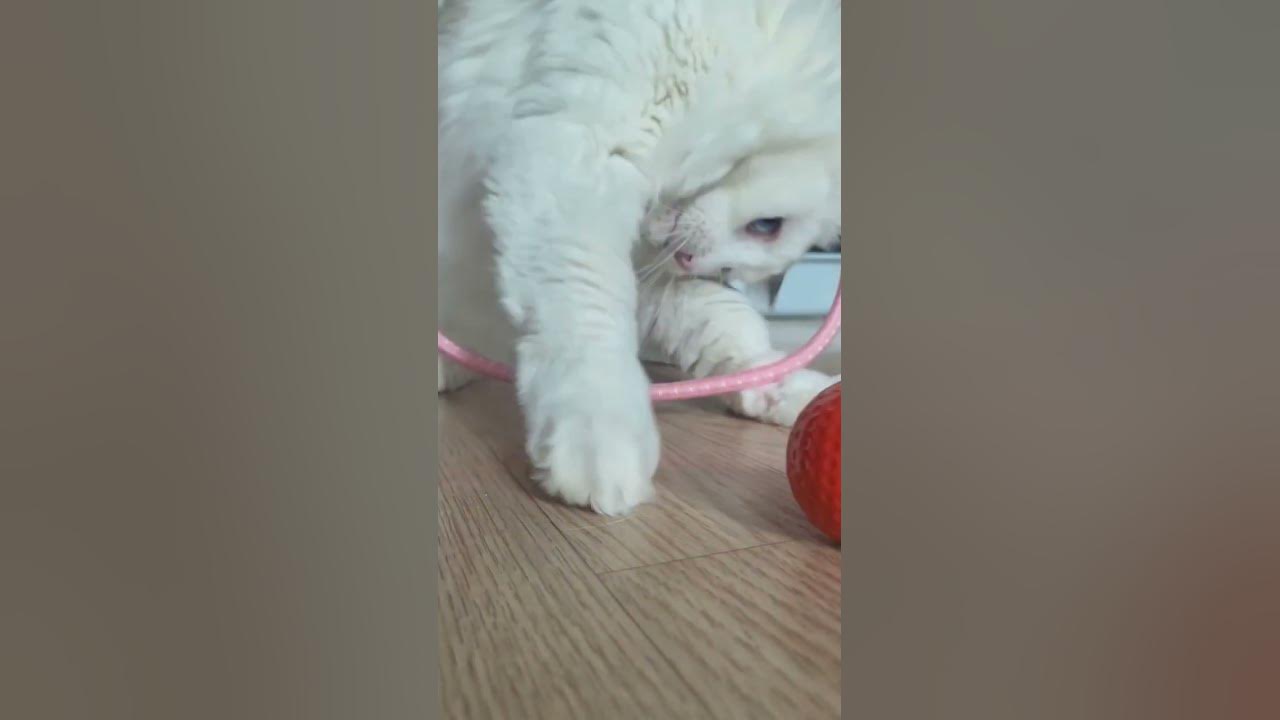 포포~줄넘기 넘어 골프공 차기 성공 Shorts 고양이 랙돌고양이 귀여운고양이 Youtube