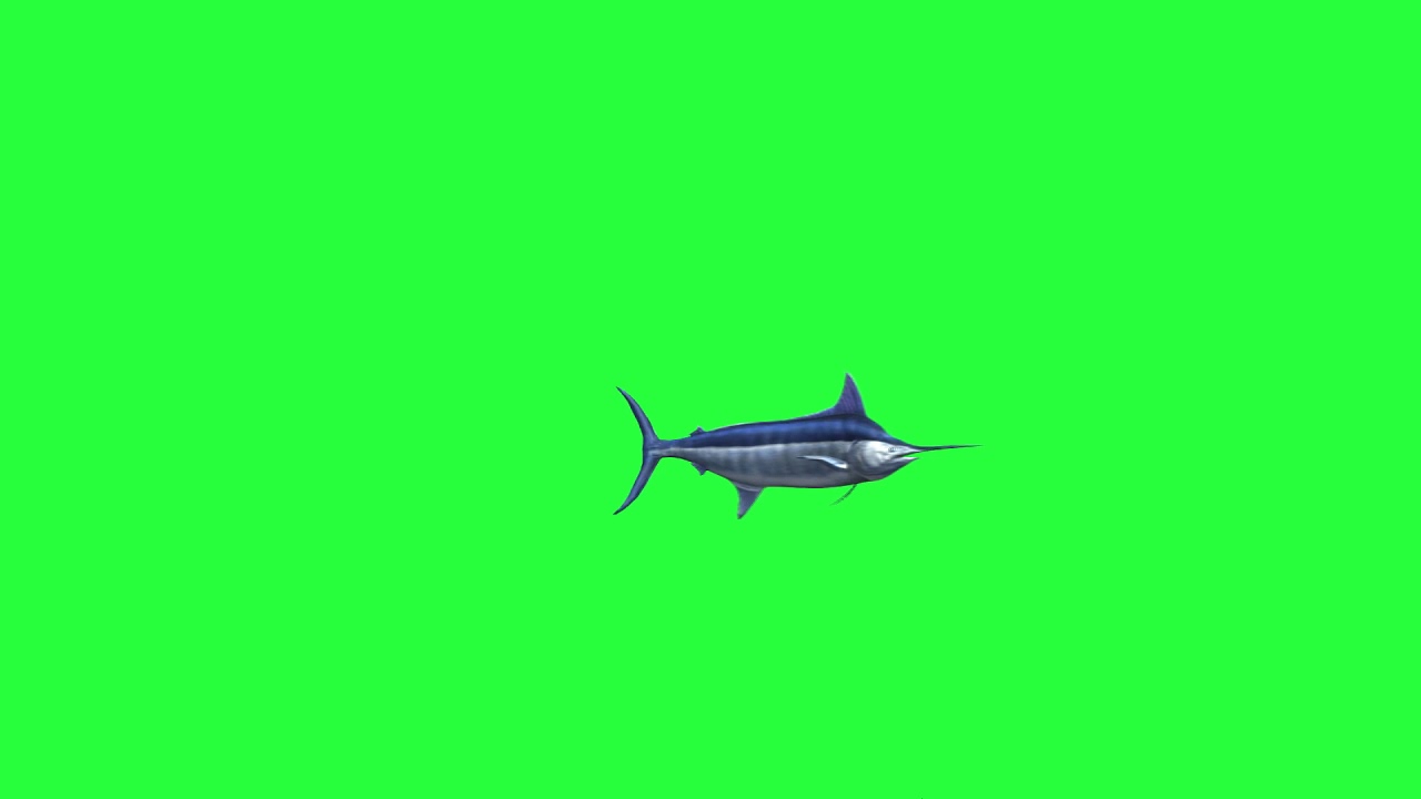 Green screen Blue Marlin Animation - YouTube