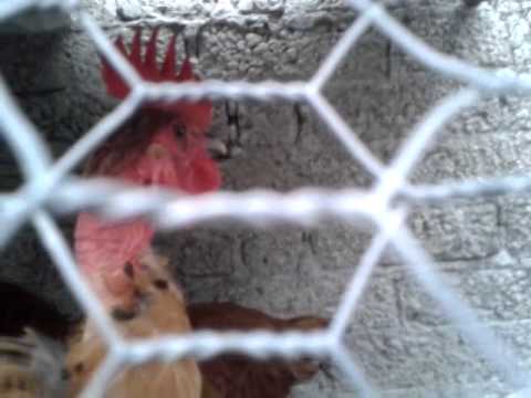 Gallo carioco cantando __2 - YouTube