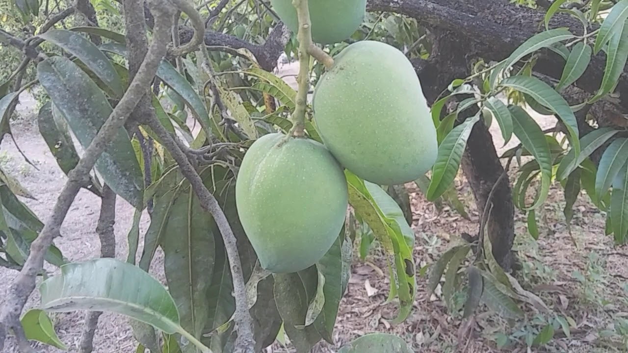 KONKAN VLOGS || (KUDAL,MALVAN)| MANGO AND CASHEWS FARM| - YouTube