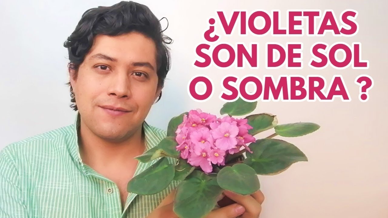 las violetas africanas son de sombra o sol - YouTube