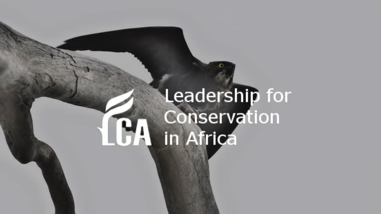 Bat Hawks: The inside story - YouTube