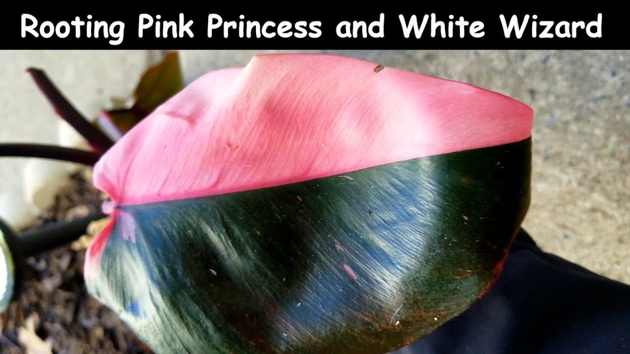 Propagating My New Pink Princess Philodendron and White Wizard Node in ...