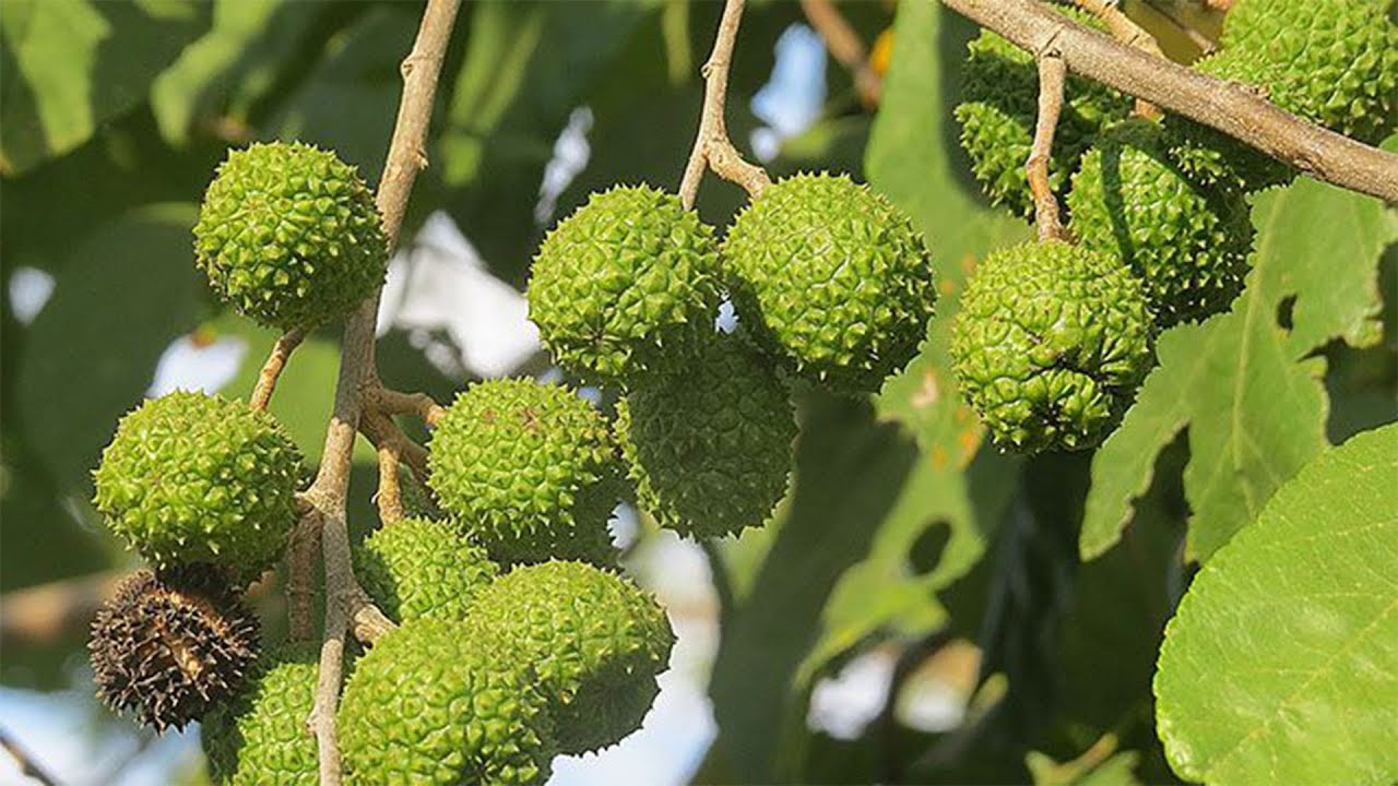 GUACIMA PARA QUE SIRVE Y COMO PREPARAR EL TE - YouTube