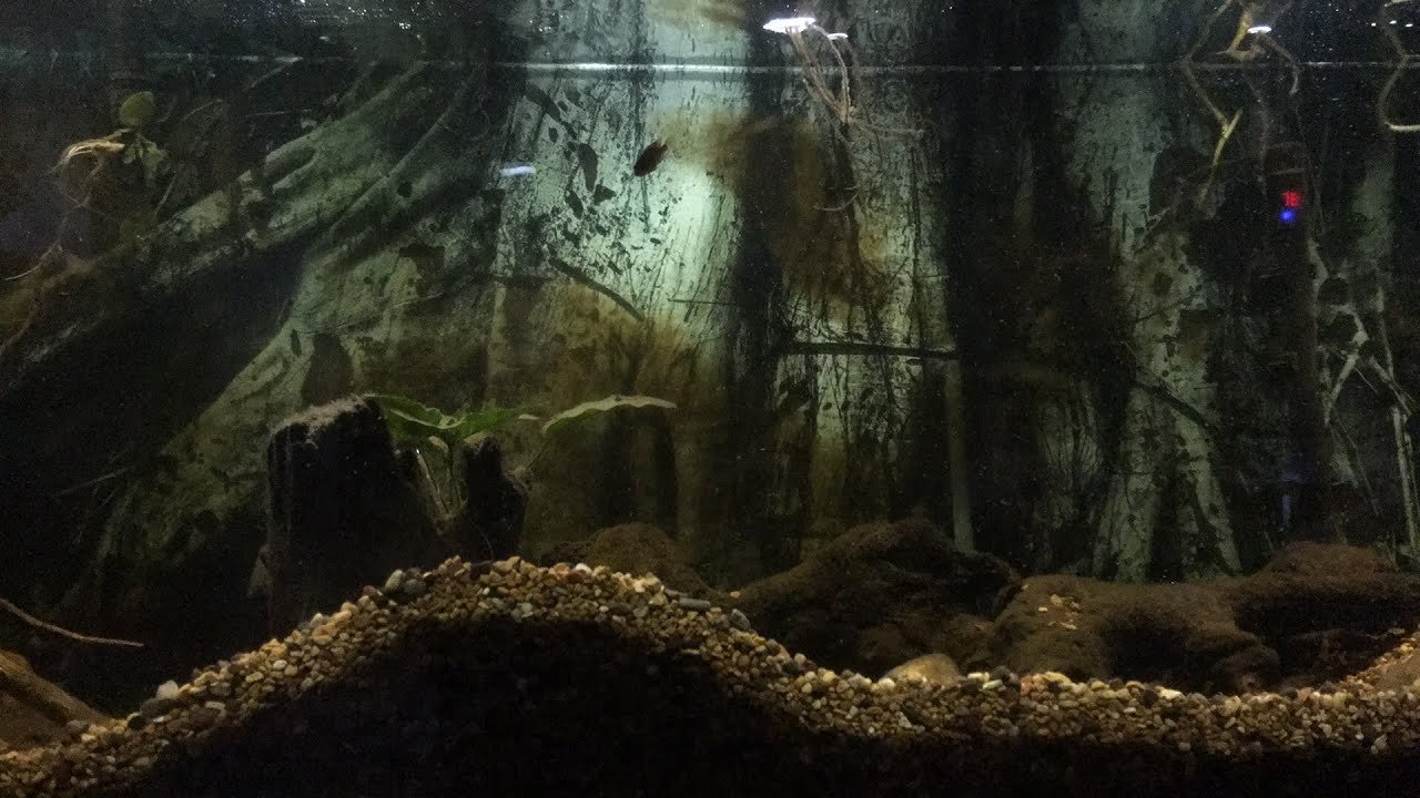 Late night video editing with fish tank asmr in the background - YouTube