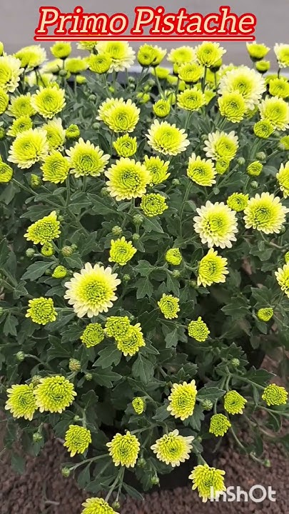 ХРИЗАНТЕМА🌺Прімо Фісташка🌼ще одне диво😊#українськийконтент #хризантема ...