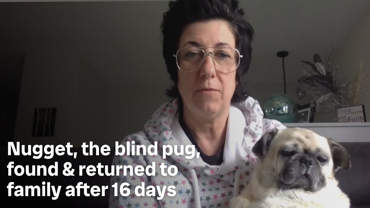 Nugget, the blind pug, found and returned to family after 16 days - YouTube