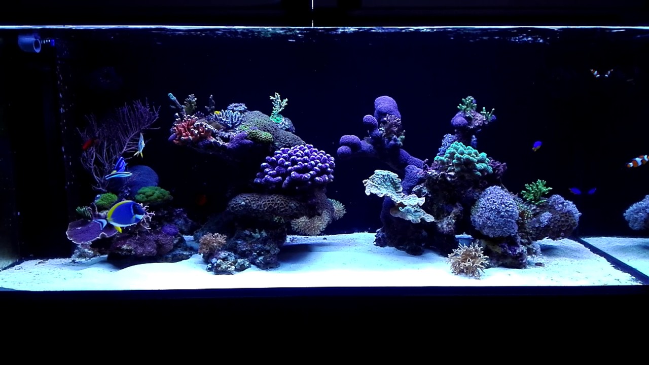 SPS LPs Reef Tank started from Zero on 2016/10/10 - YouTube