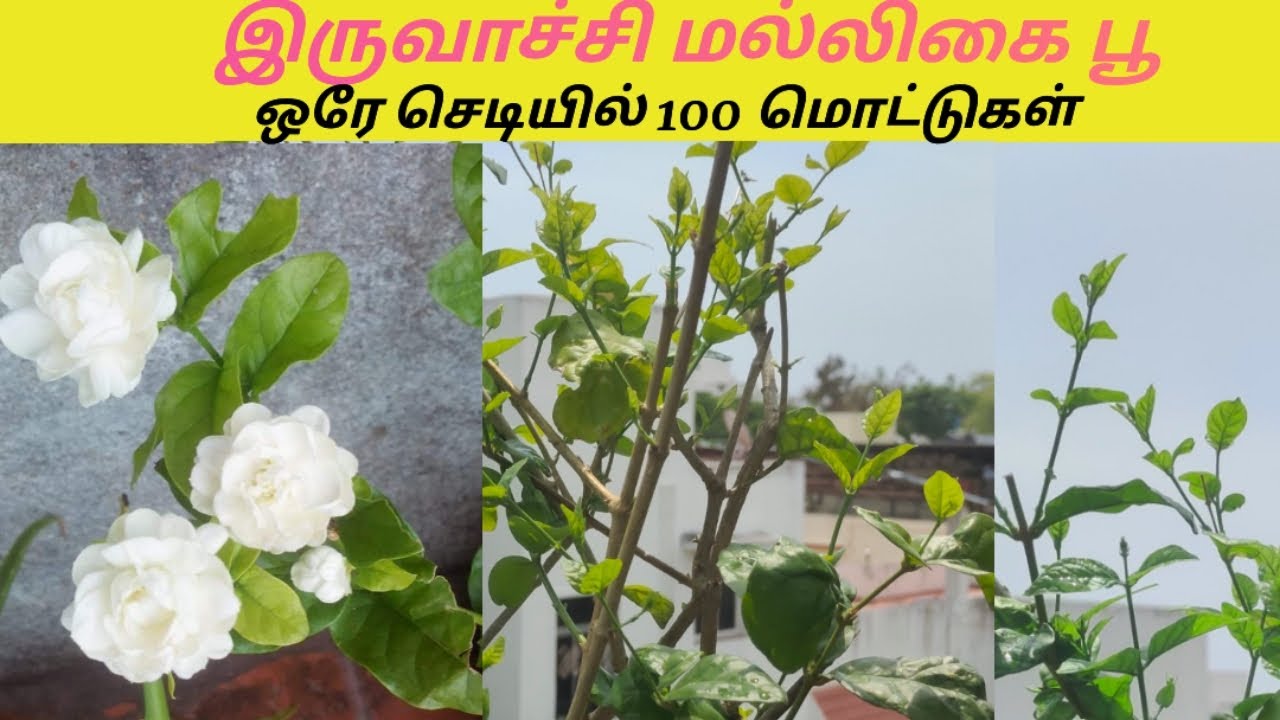 இருவாச்சி மல்லிகை பூ|வளர்ப்பு முறை|Iruvachi Malli poo growing tips and ...