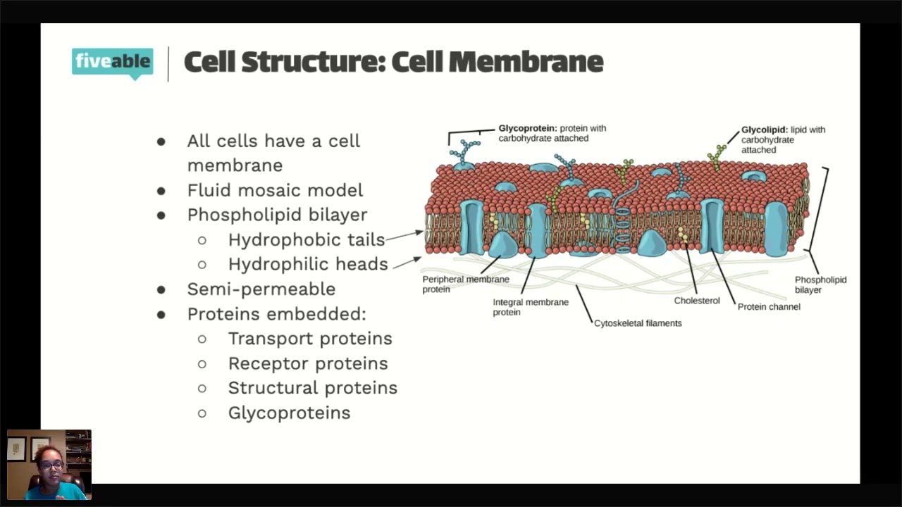 AP Biology - Cells: Prokaryotes, Eukaryotes & Transport | Fiveable Cram ...