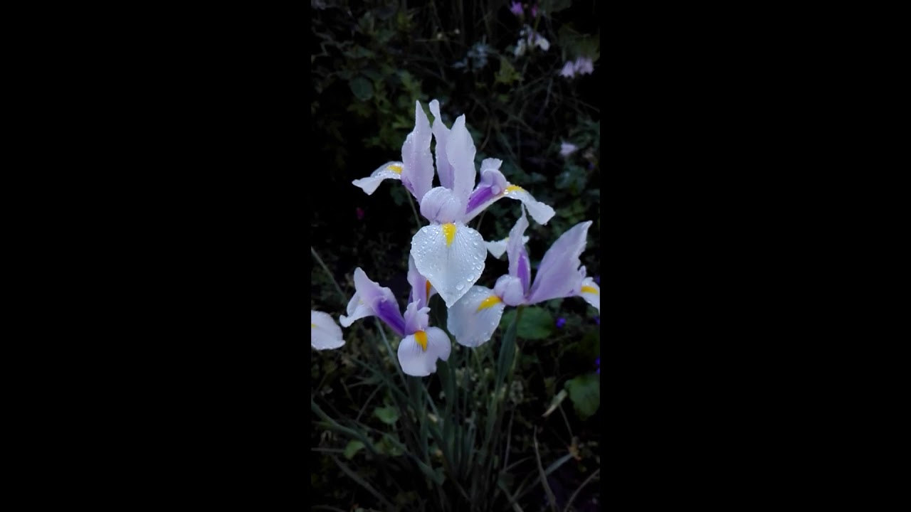 flori de iris violet cu alb - YouTube