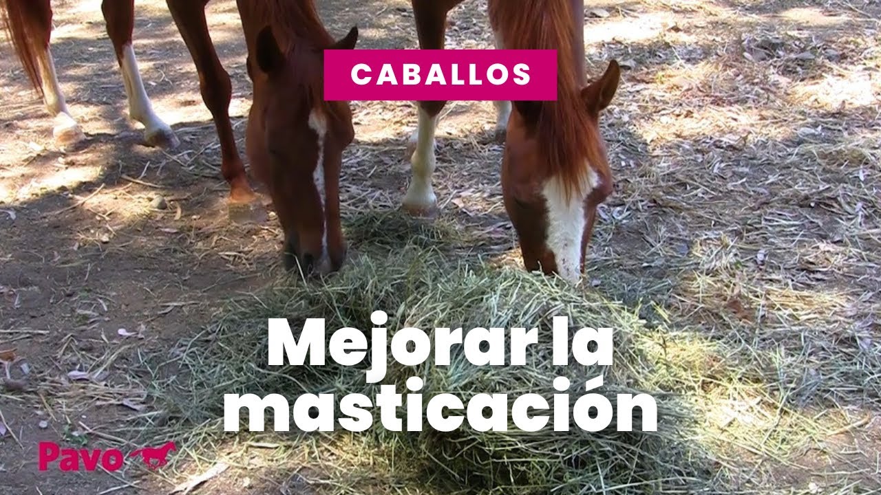 Cómo mejorar la masticación del caballo - YouTube