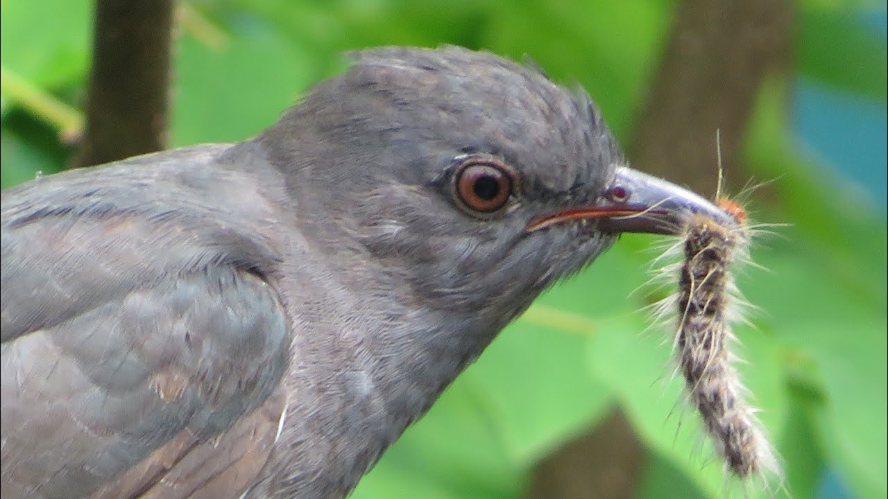 Grey-Bellied Cuckoo Hunting caterpillars| Wildlife Documentary - YouTube