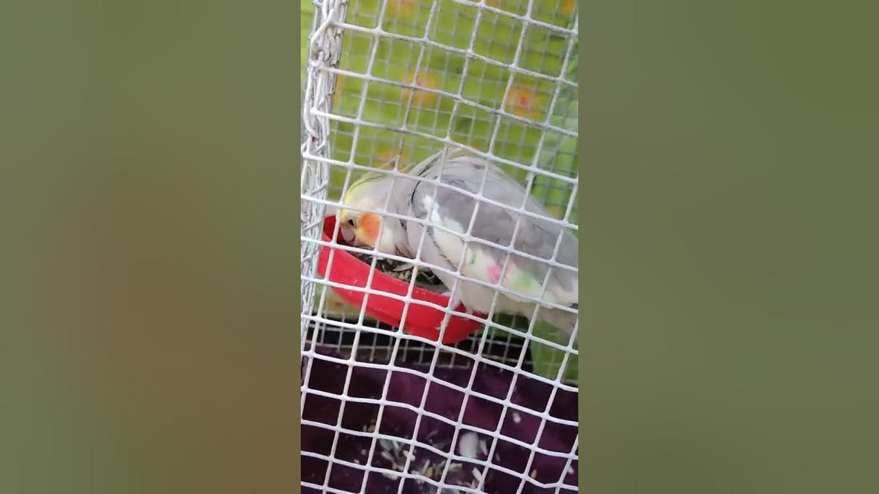 شاهد كيف يأكل الكوكتيل الببغاء Food Cockatiel ماذا ياكل الكوكتيل Youtube