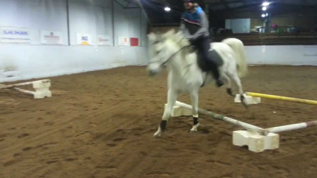 Arab horse, jumping + dressage V - YouTube