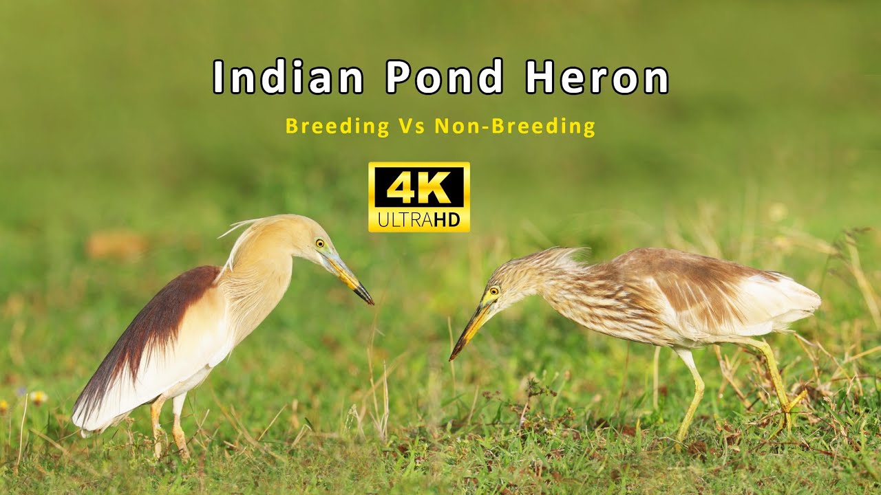 Indian Pond Heron : Breeding Vs Non Breeding Plumage #IndianPondHeron #Plumage #Herons - YouTube