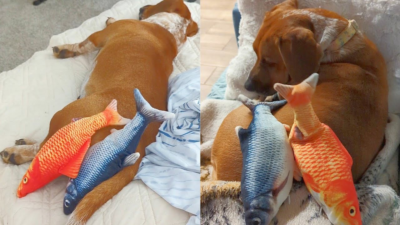 The most hard working fish I know. Thank you fish for saving my arse. I ...