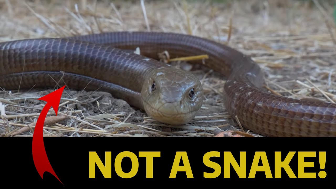 What Is The Difference Legless Lizard VS Snake! - YouTube