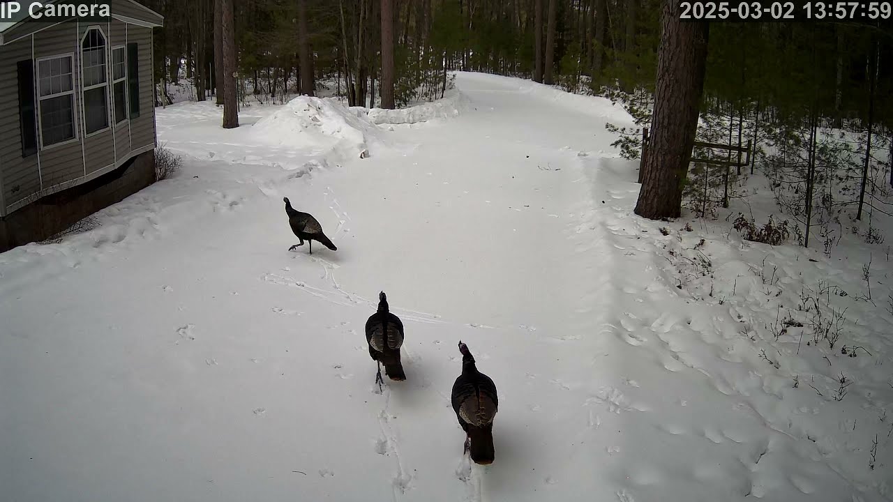 20250302 135742 Three Turkeys in snow covered driveway - YouTube
