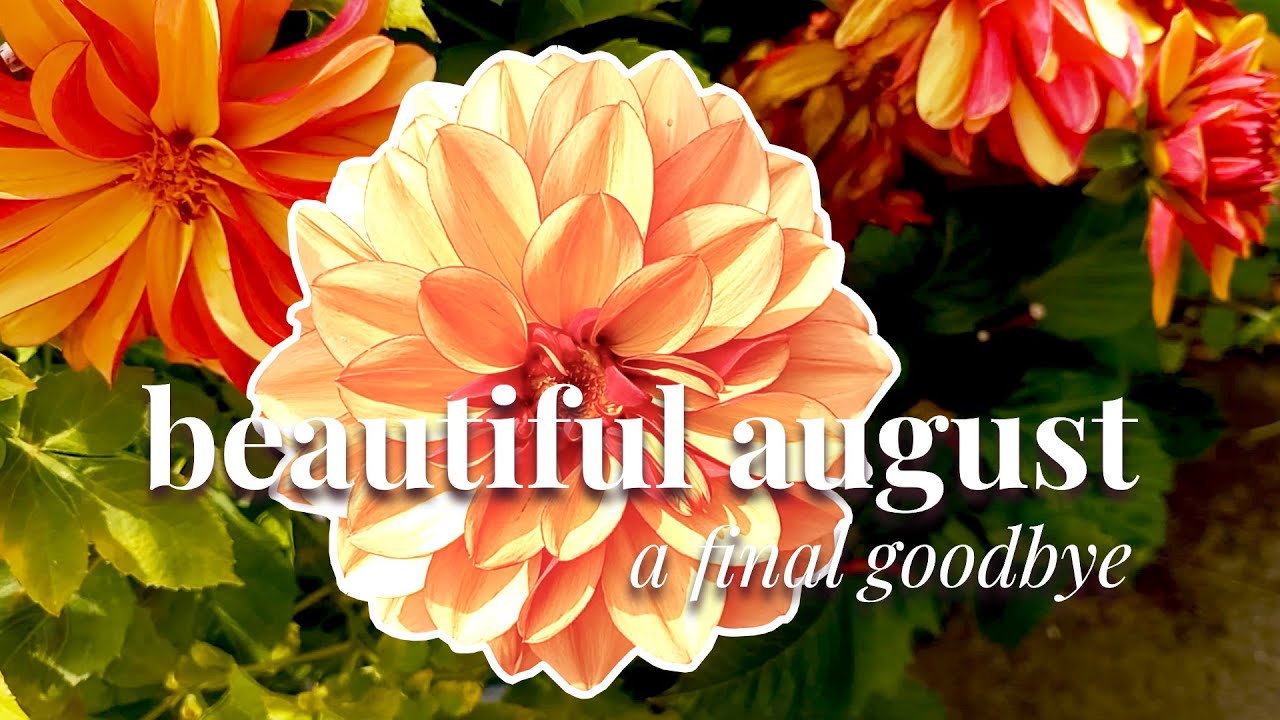 Beautiful August | 🌹 a final goodbye 🌹 healing summer nature video 🌹 ...