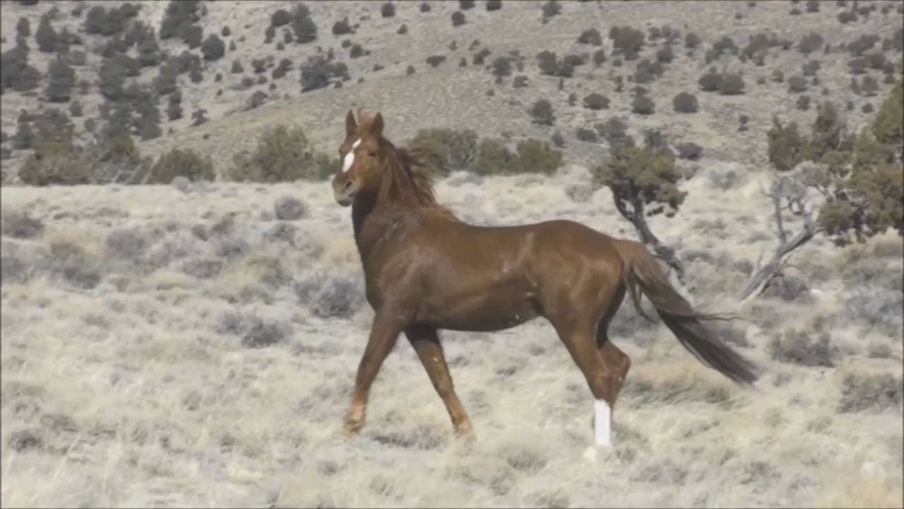 Antelope Complex Wild Horse Stampede - YouTube