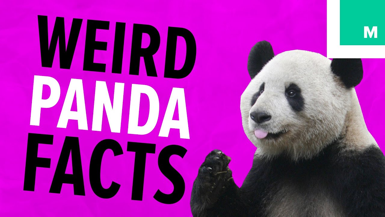 7 Weird Panda Facts, Because PANDAS | Fuzzy Friday - YouTube