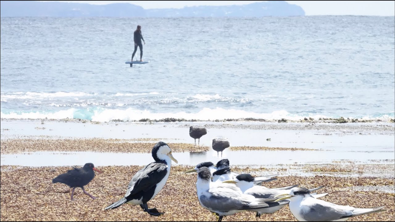 Amazing Birds @ Long Reef Aquatic Reserve, NSW - YouTube