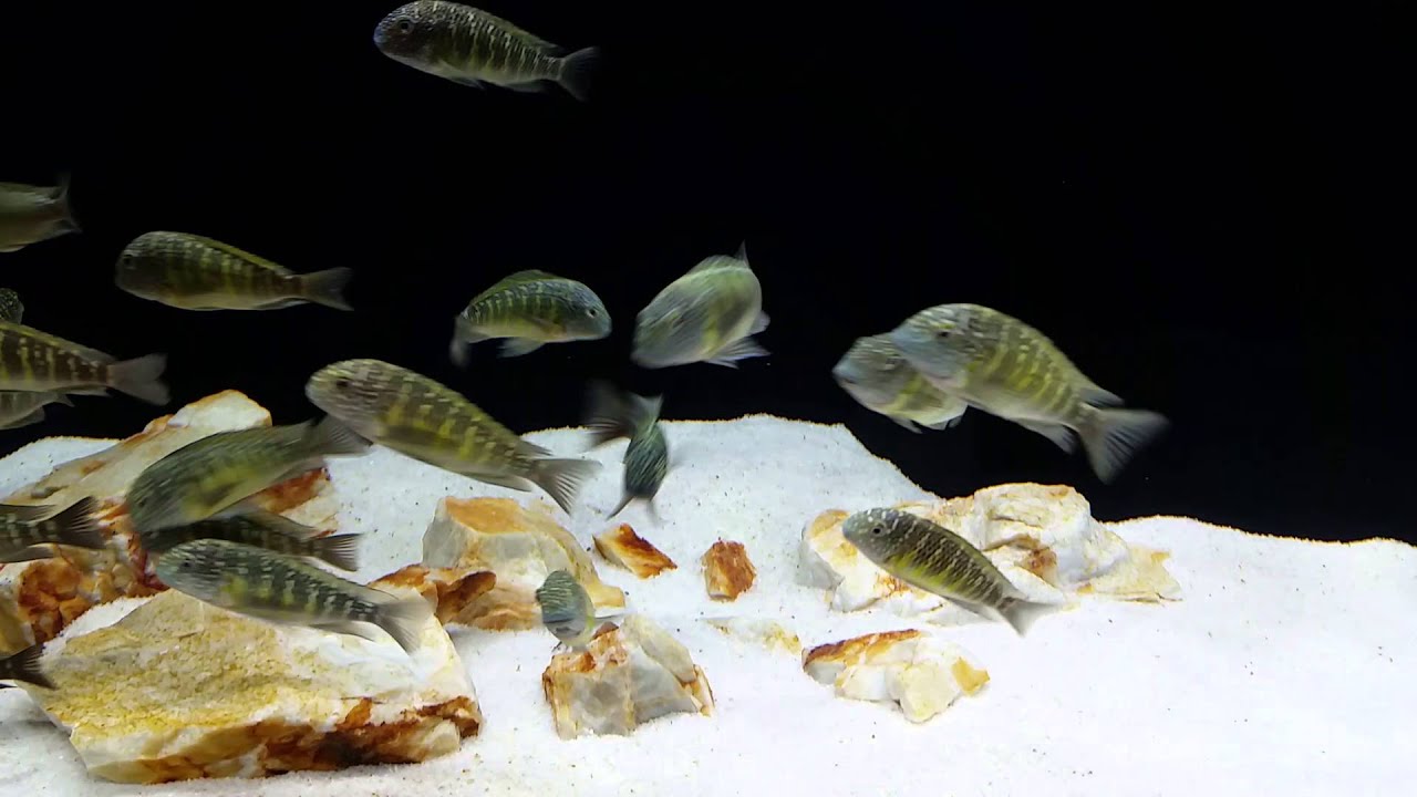 Wild Caught Tropheus Murago - YouTube
