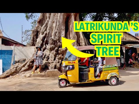 Is This The Biggest Tree in The Gambia | Latrikunda's  Kapok
