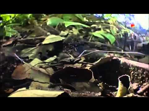 des fourmis tueuses documentaire francais 2014 - YouTube