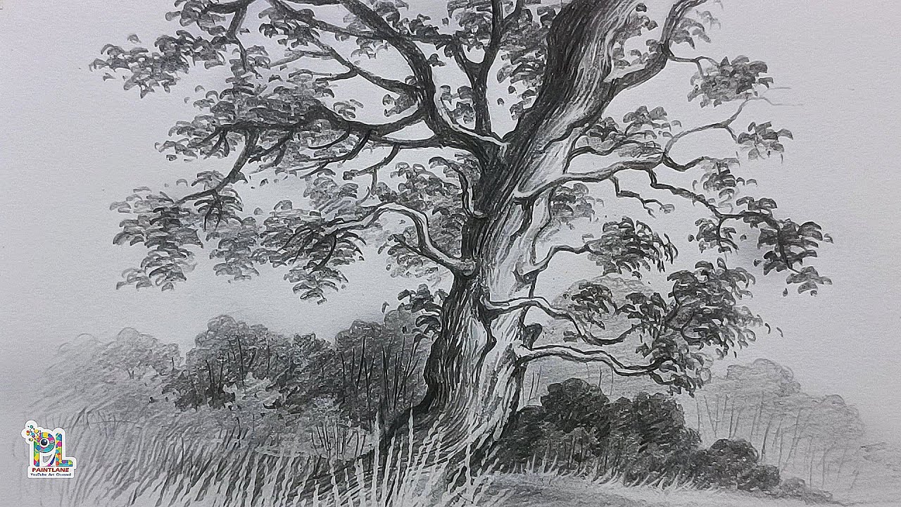 How to draw A Tree in a Scenery Art || Easy Tree Drawing and Shading ...
