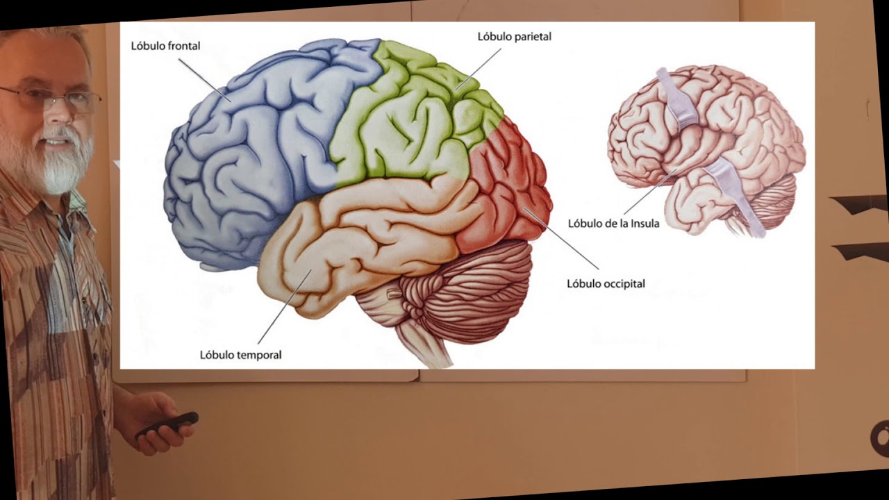 video clase N 4 B Neuroanatomía 2da parte - YouTube