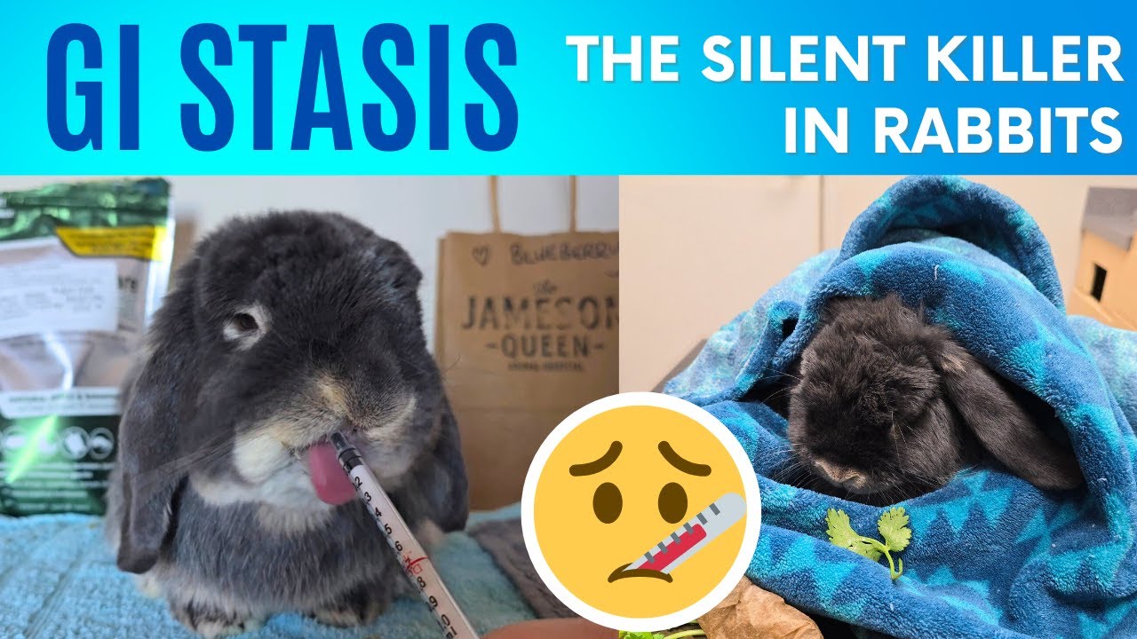 GI Stasis - The Silent Killer | Signs, Treatment, & Recovery - YouTube