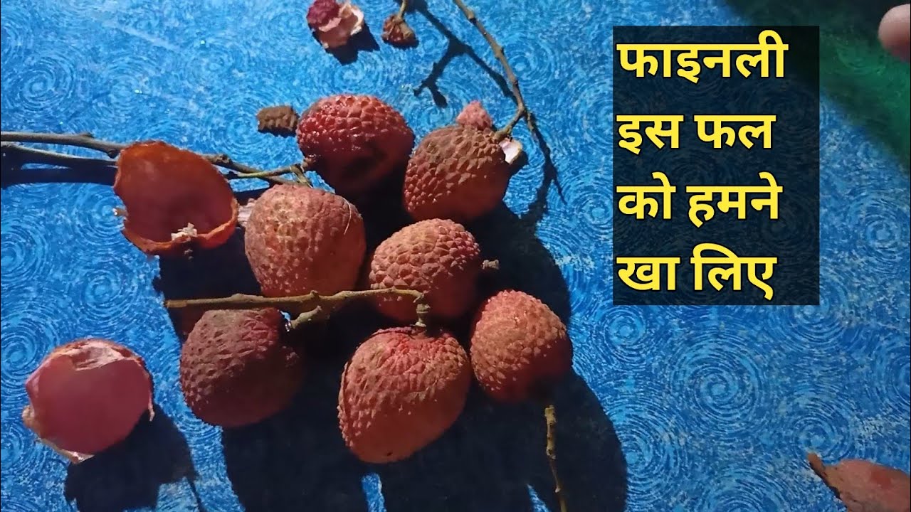 My favorite Frouit - YouTube