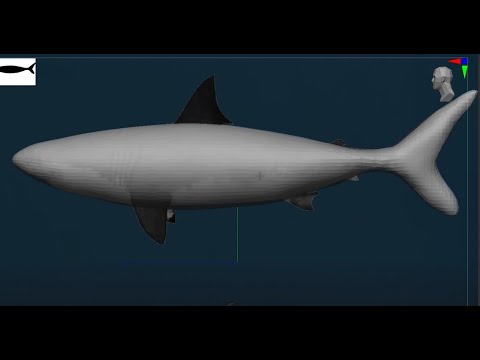 01. Sculpting Shark base structure - YouTube