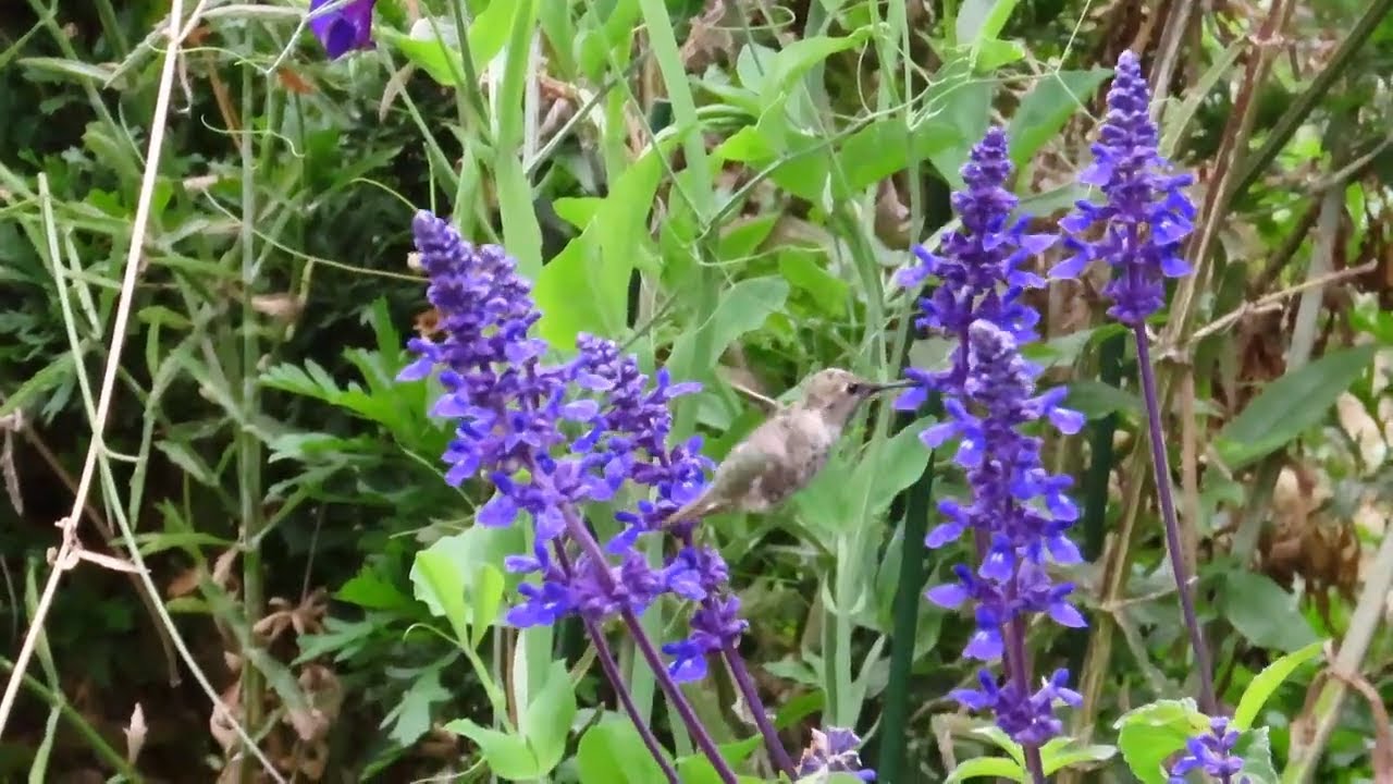 Hummingbird in Bonsai Garden by Lake Merritt! - YouTube