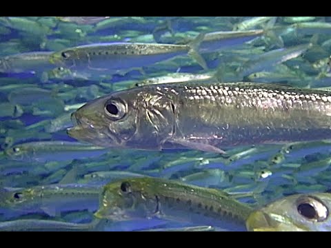 マイワシJapanese sardine,Japanese pilchard Sardinops melanostictus - YouTube