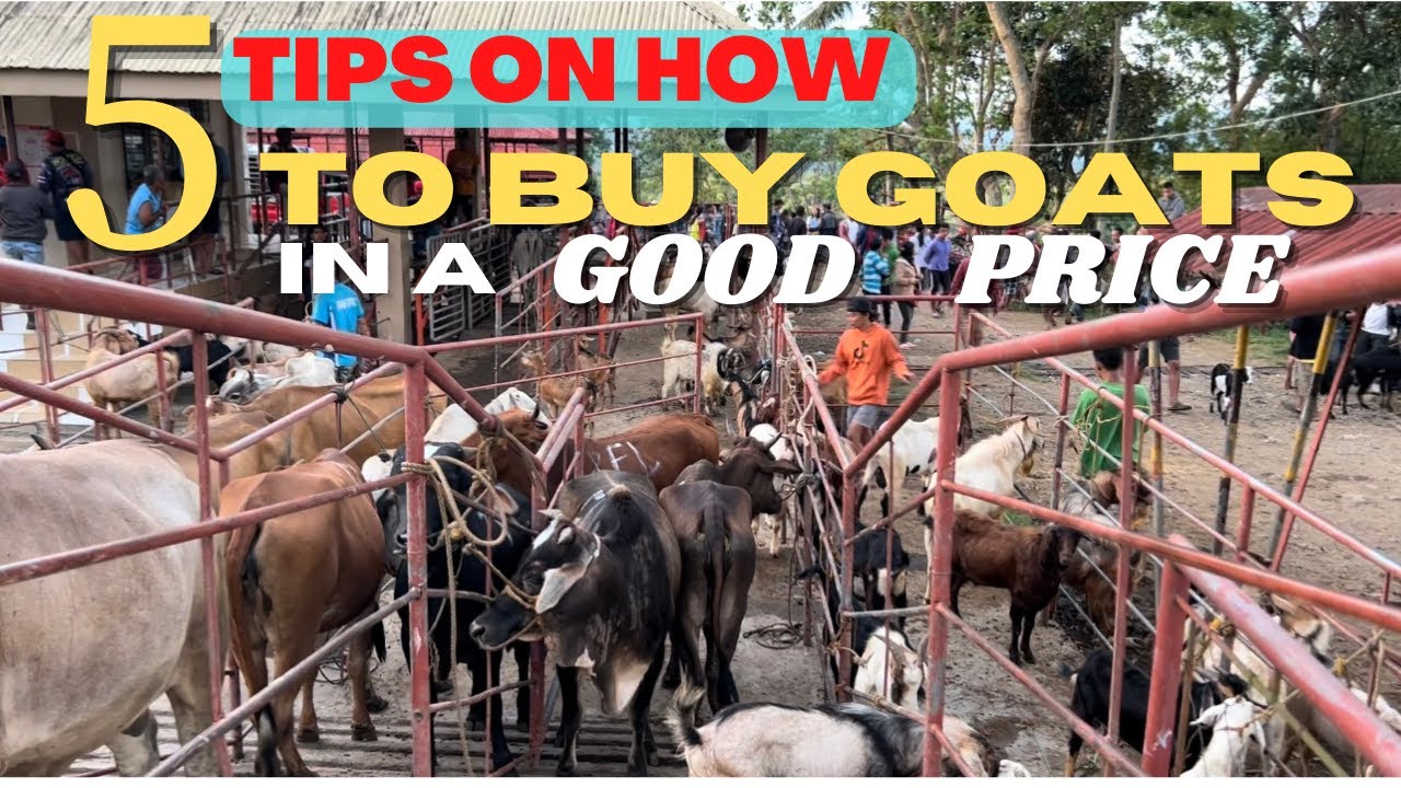 5 TIPS ON HOW TO BUY GOATS IN A GOOD PRICE | PAANO BUMILI NG KAMBING ...