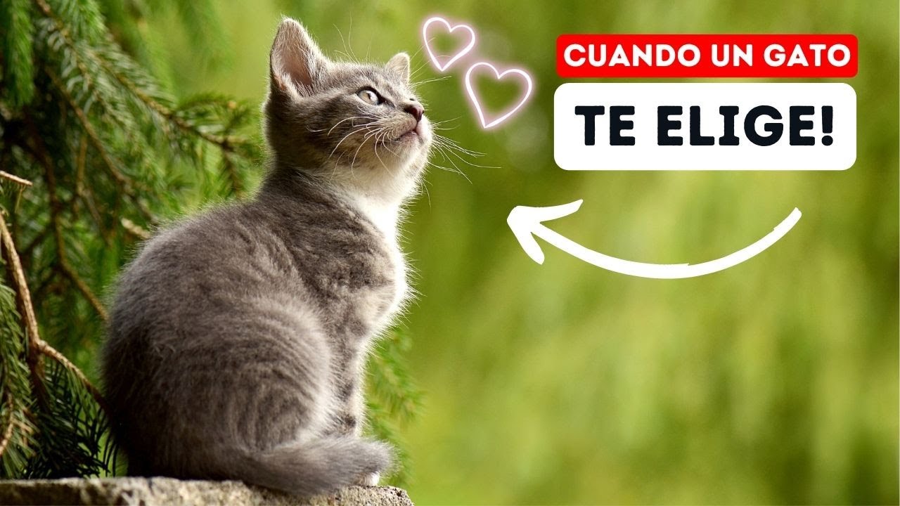¿Qué Significa Cuando un Gato te Elige - YouTube
