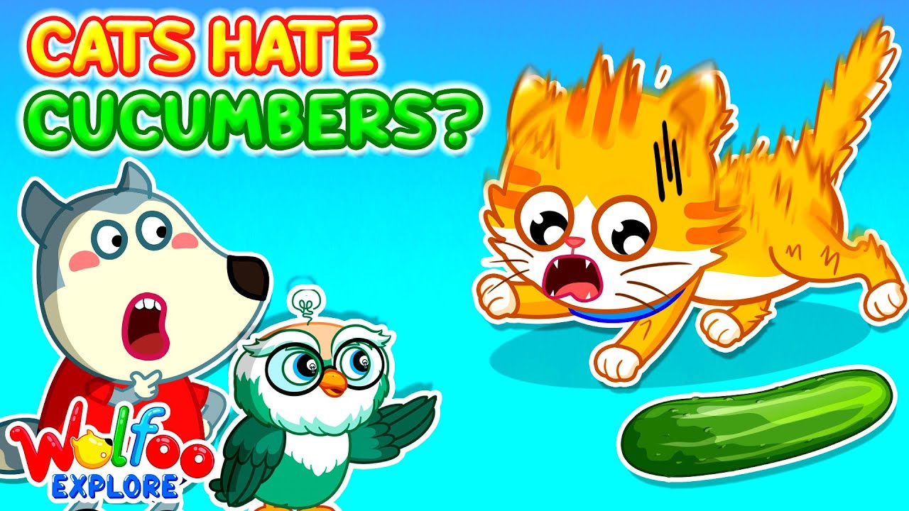 Why Are Cats Afraid of Cucumbers?🐱 | 🔍 Wolfoo Explore - Animals ...
