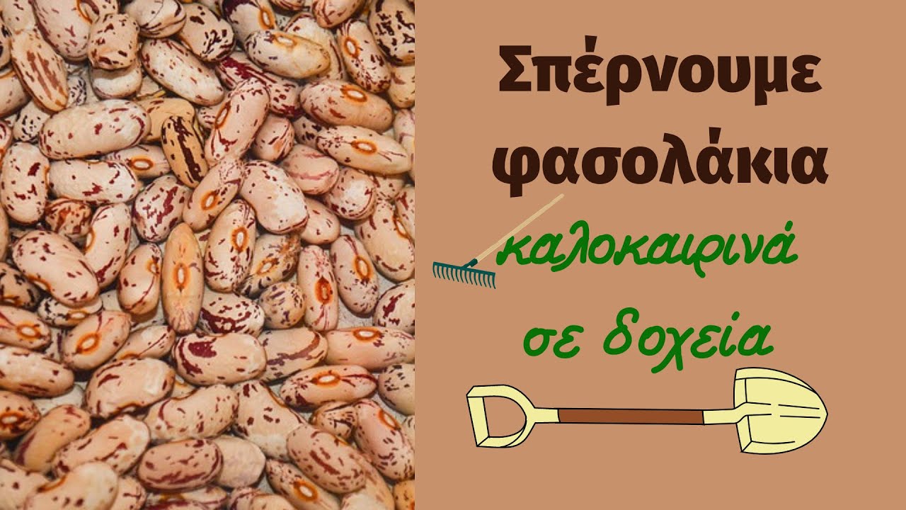 Σπέρνουμε φασολάκια καλοκαιρινά σε δοχεία - YouTube