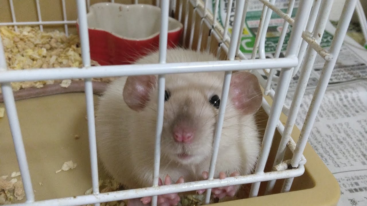 Fancy rat photo video collection ファンシーラットの写真動画集！＃ファンシーラット【ファンシーラット】【Fancy rat】 - YouTube