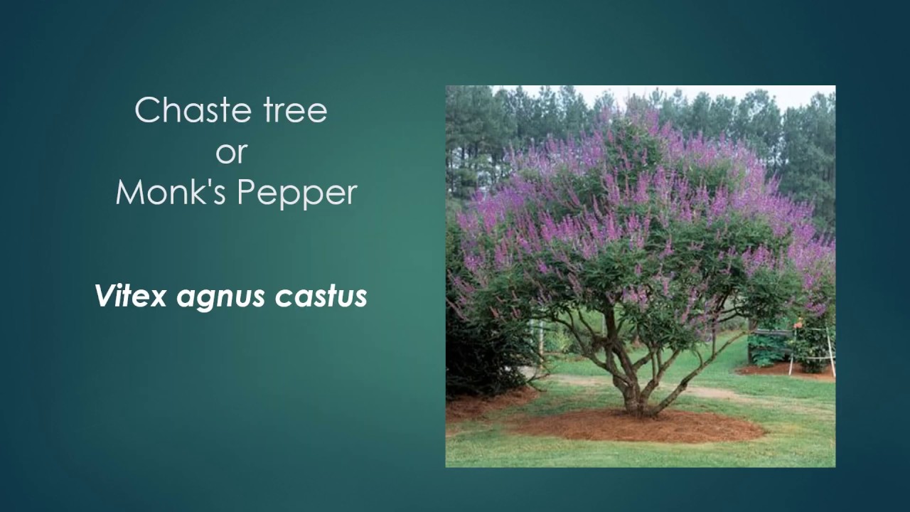 Plants that Survive & Thrive on the Outer Banks - Chaste Tree - YouTube