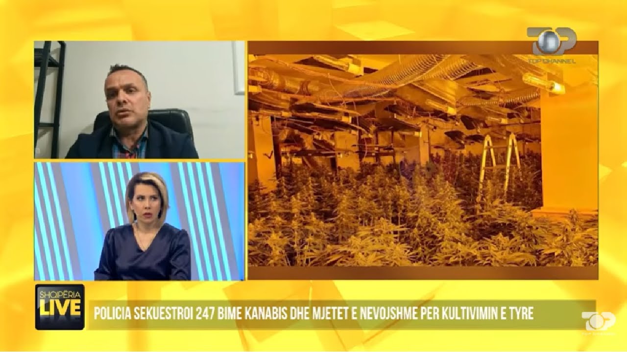 Brenda shtëpisë së barit në Ndroq,zbulohet si kultivohej kanabis sativa ... Brenda shtëpisë së barit në Ndroq,zbulohet si kultivohej kanabis sativa ...
