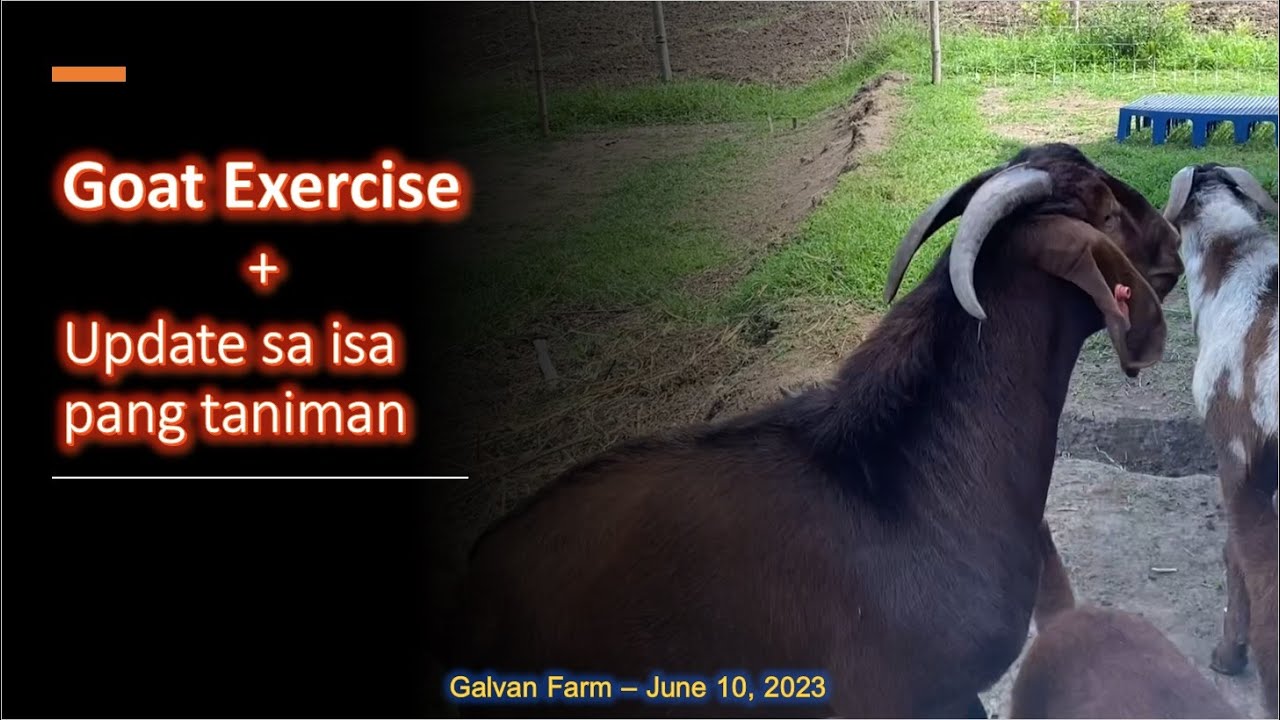 Goat Exercise + Update sa isa pang taniman - June 10, 2023 - YouTube